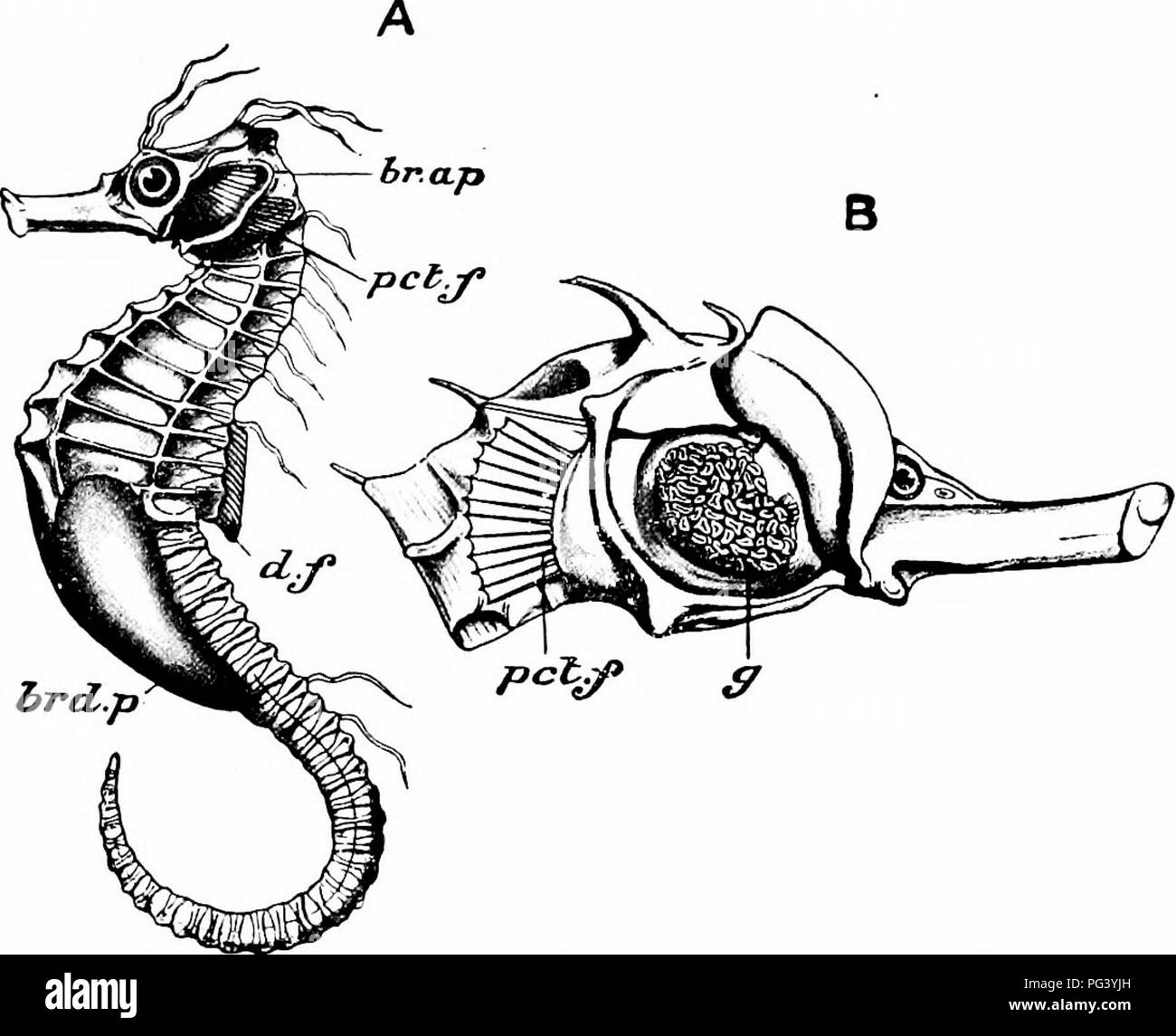 Operculum fish hi-res stock photography and images - Alamy
