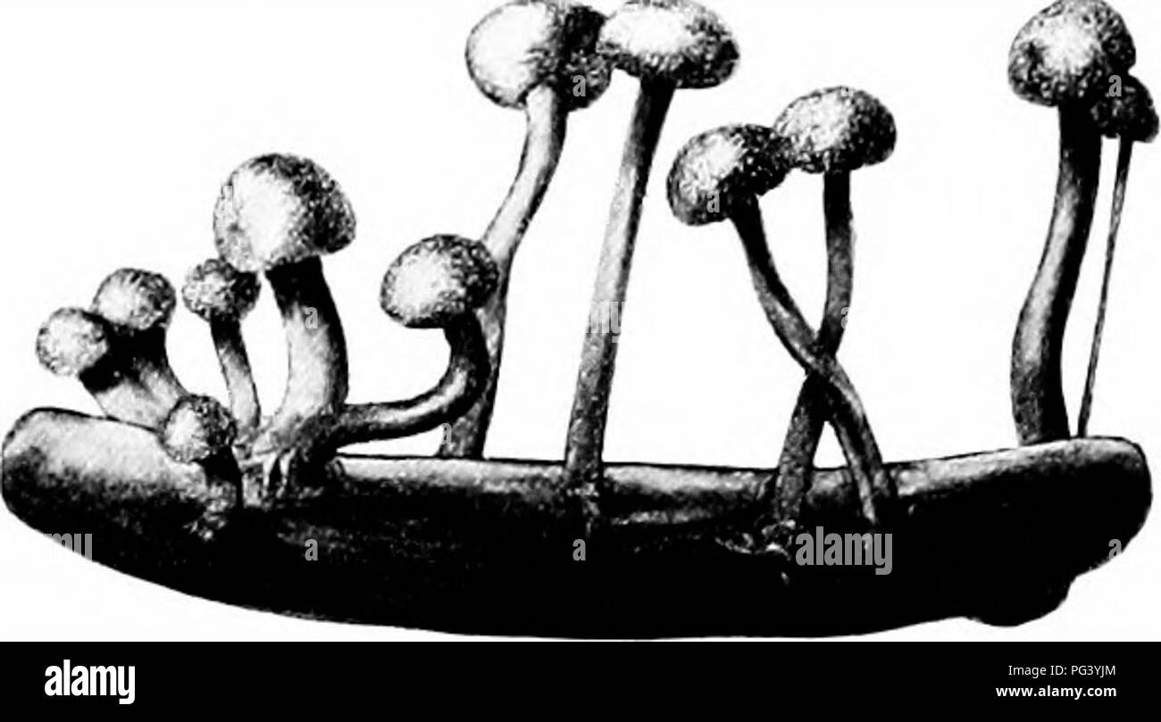 This work on fungous diseases discusses the lifecycle of plant fungi ...