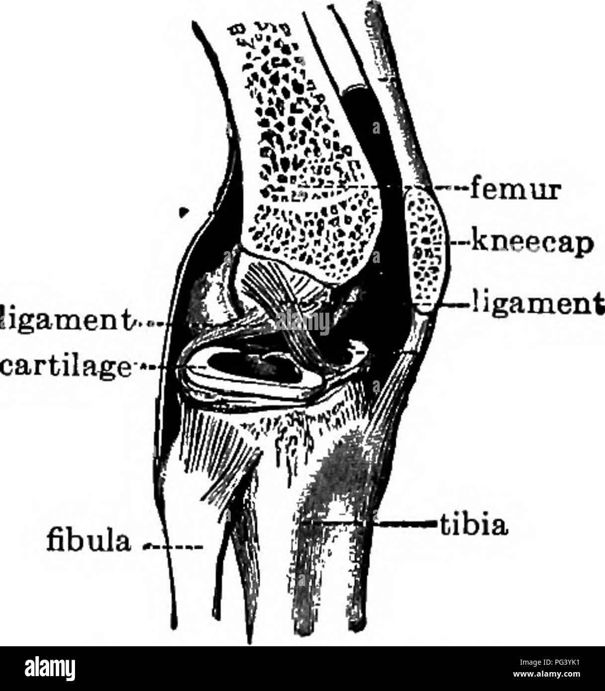 This biology textbook discusses the structure and function of the human ...