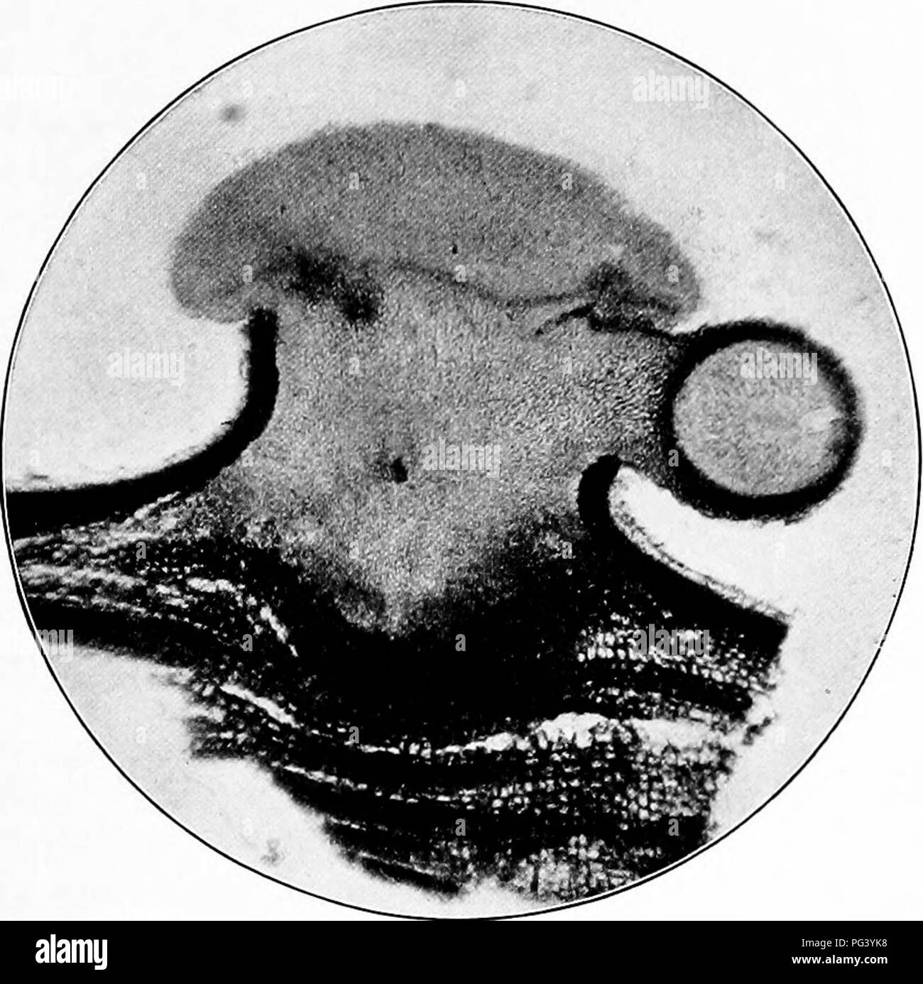 This text explores the various fungous diseases that affect plants ...