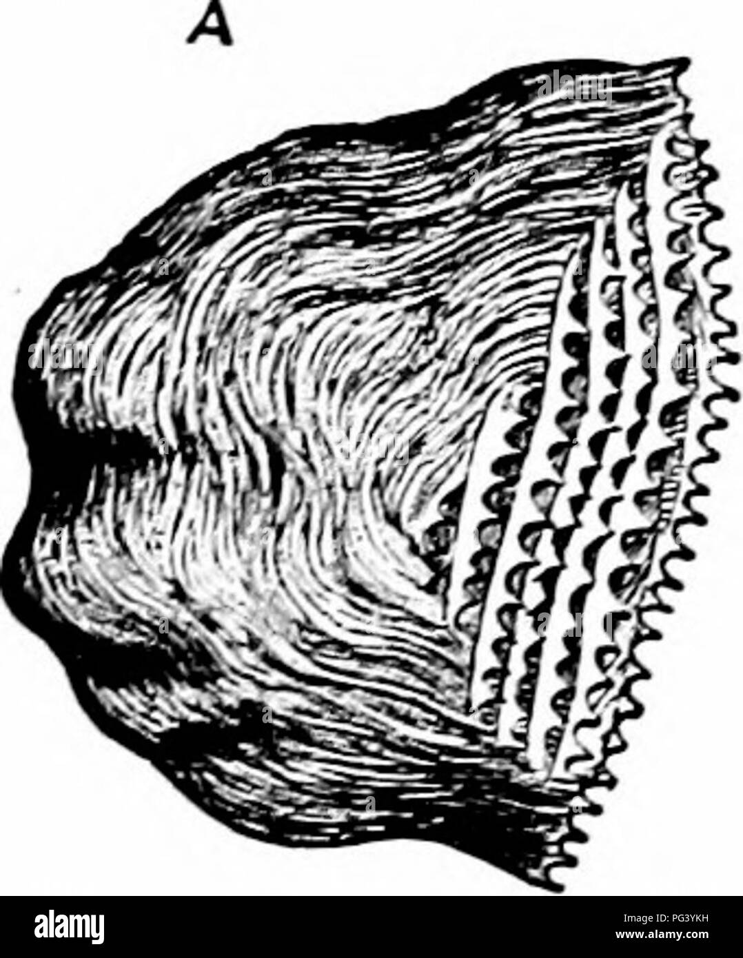 Ganoid scale hi-res stock photography and images - Alamy