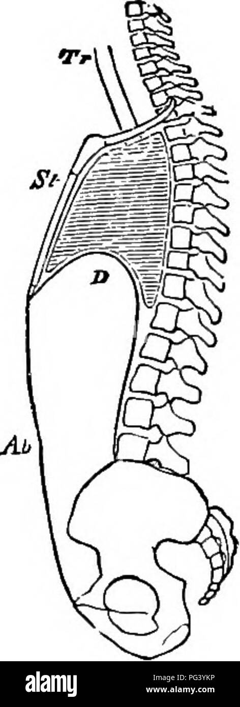 Respiratory system overview Black and White Stock Photos & Images - Alamy