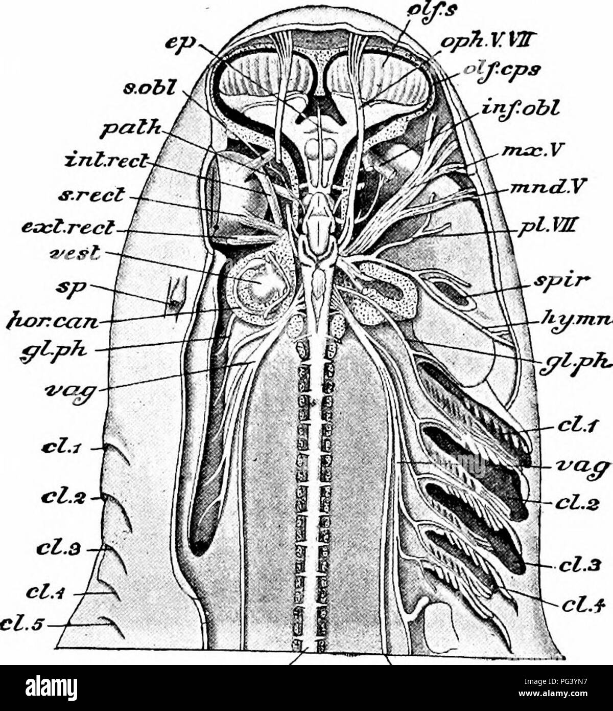 Facial nerves Black and White Stock Photos & Images - Alamy