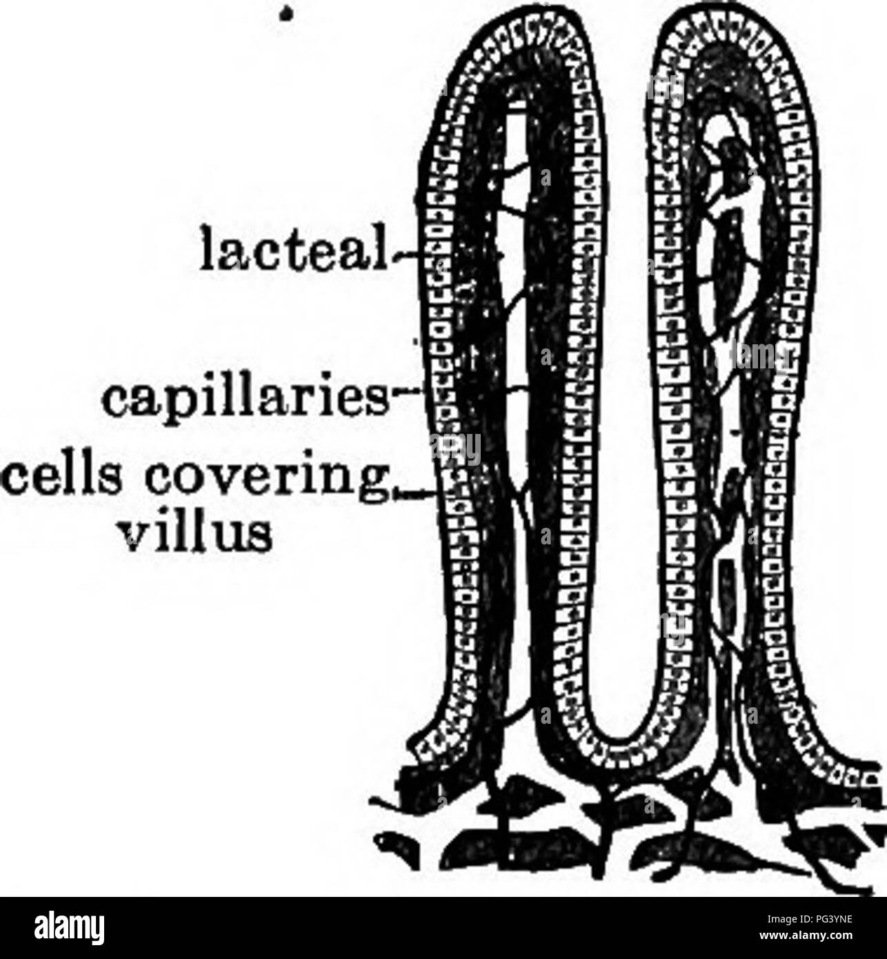 Small intestine tube hi-res stock photography and images - Alamy