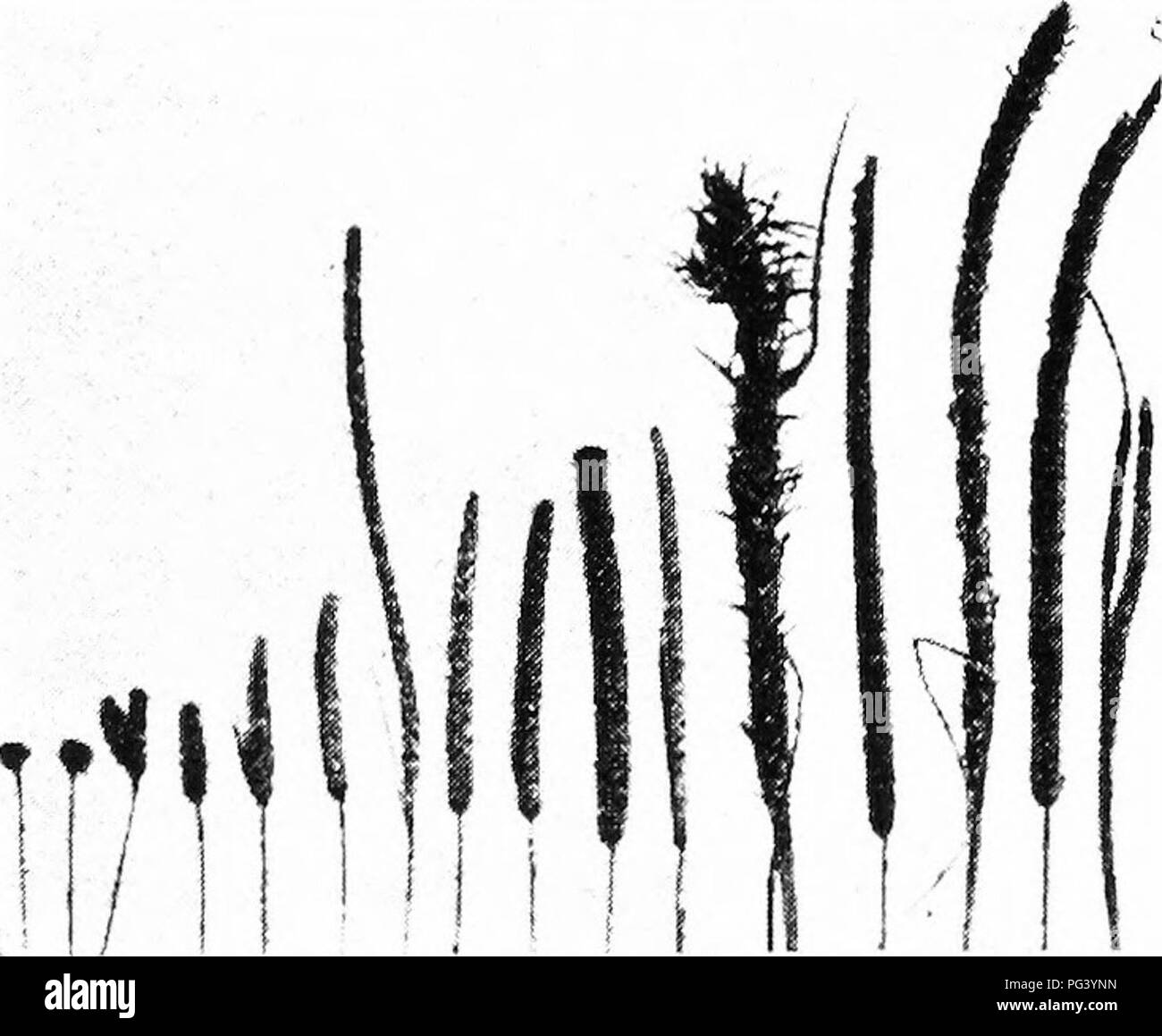 This botany textbook for agricultural students explores the principles ...
