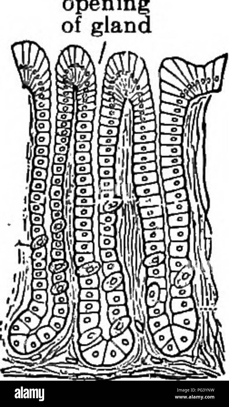 This text explains the digestion and absorption of nutrients in animals ...