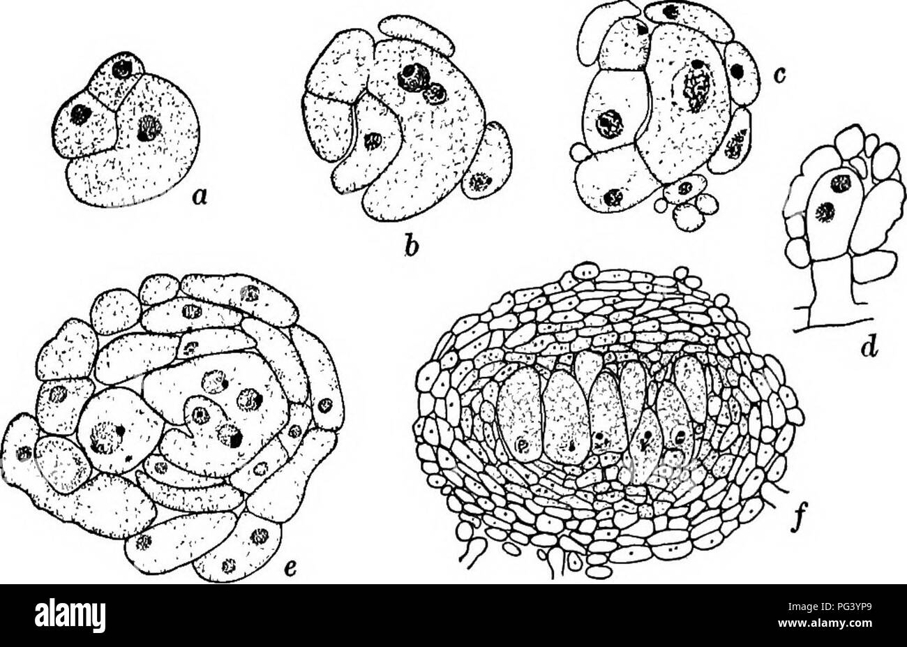 . Fungous diseases of plants : with chapters on physiology, culture ...