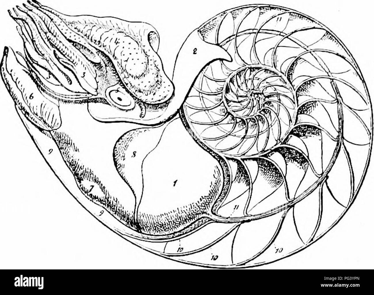 This manual covers the biology and anatomy of various animal groups ...