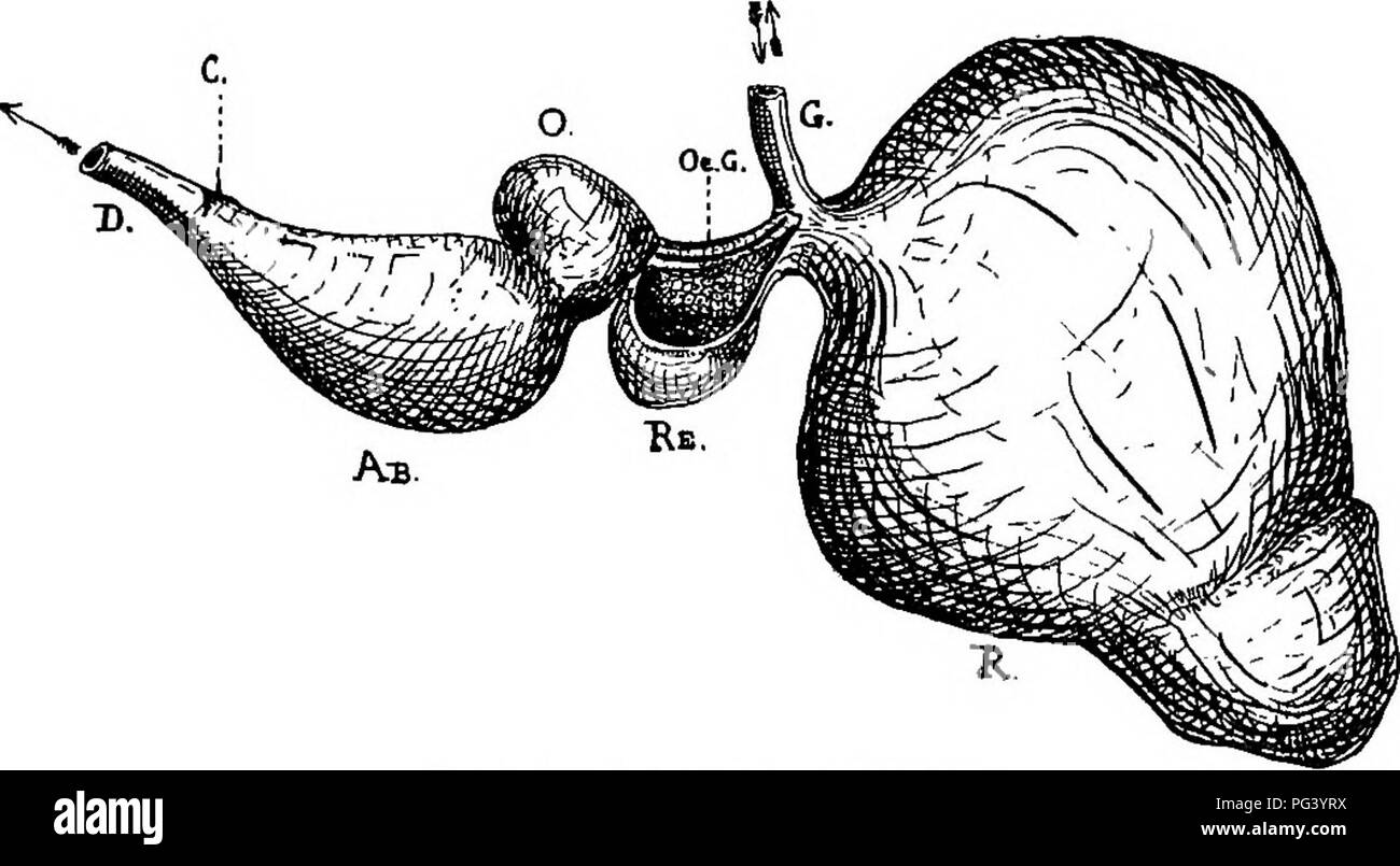 This textbook on agricultural zoology discusses the anatomy of mammals ...