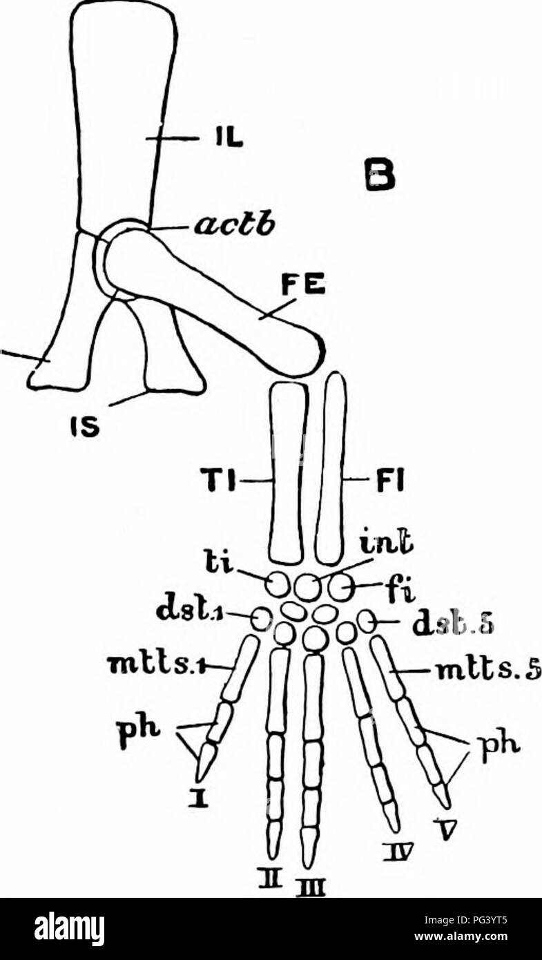 This manual provides detailed anatomical diagrams of the forelimb and ...
