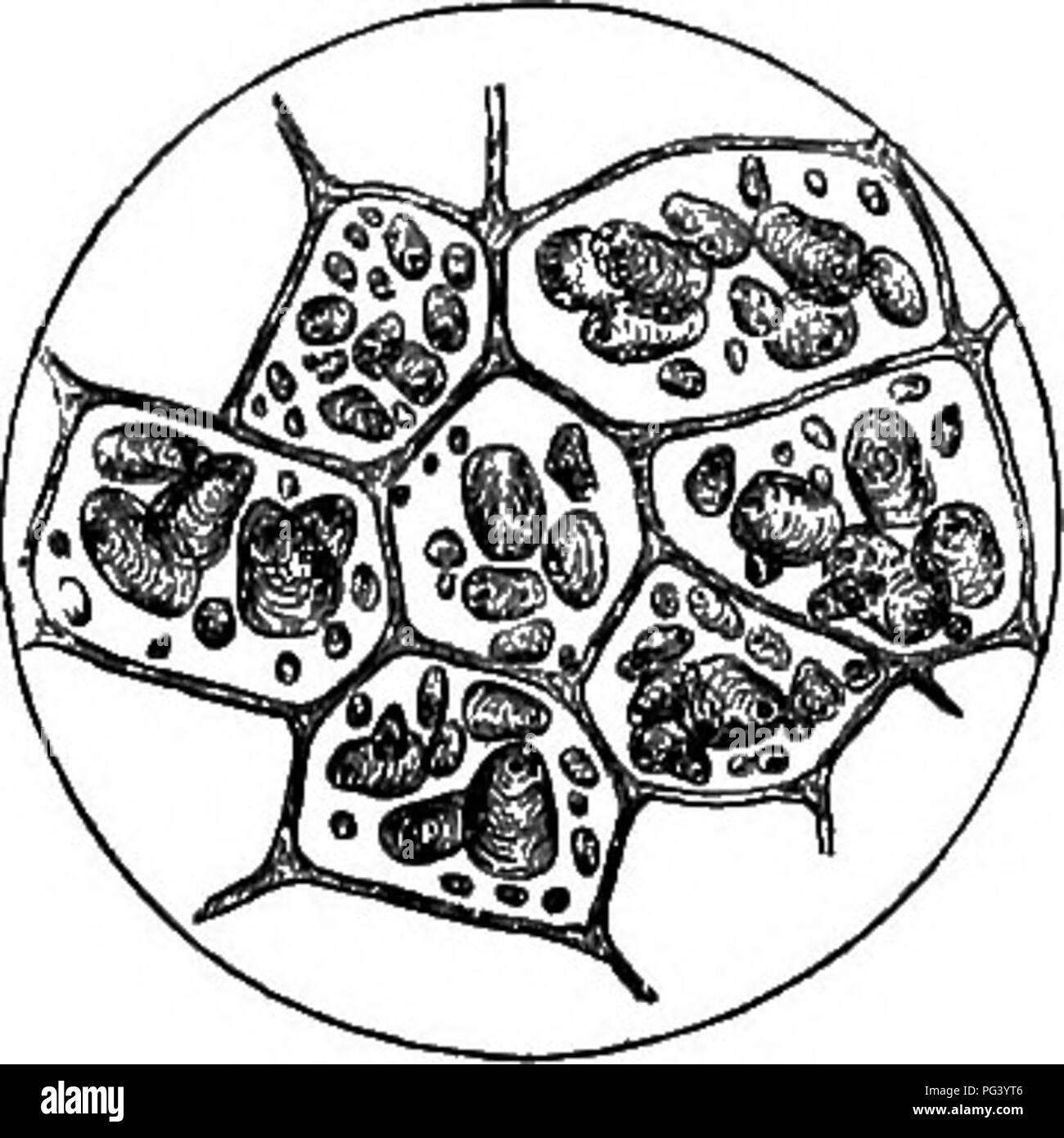 Corn starch Black and White Stock Photos & Images - Alamy