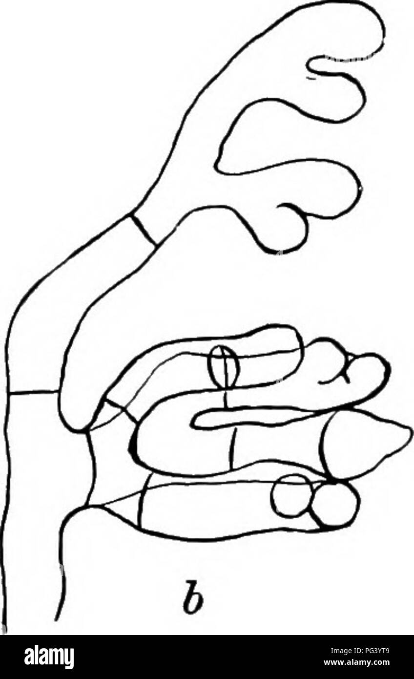 This text covers fungal diseases in plants, detailing species like ...