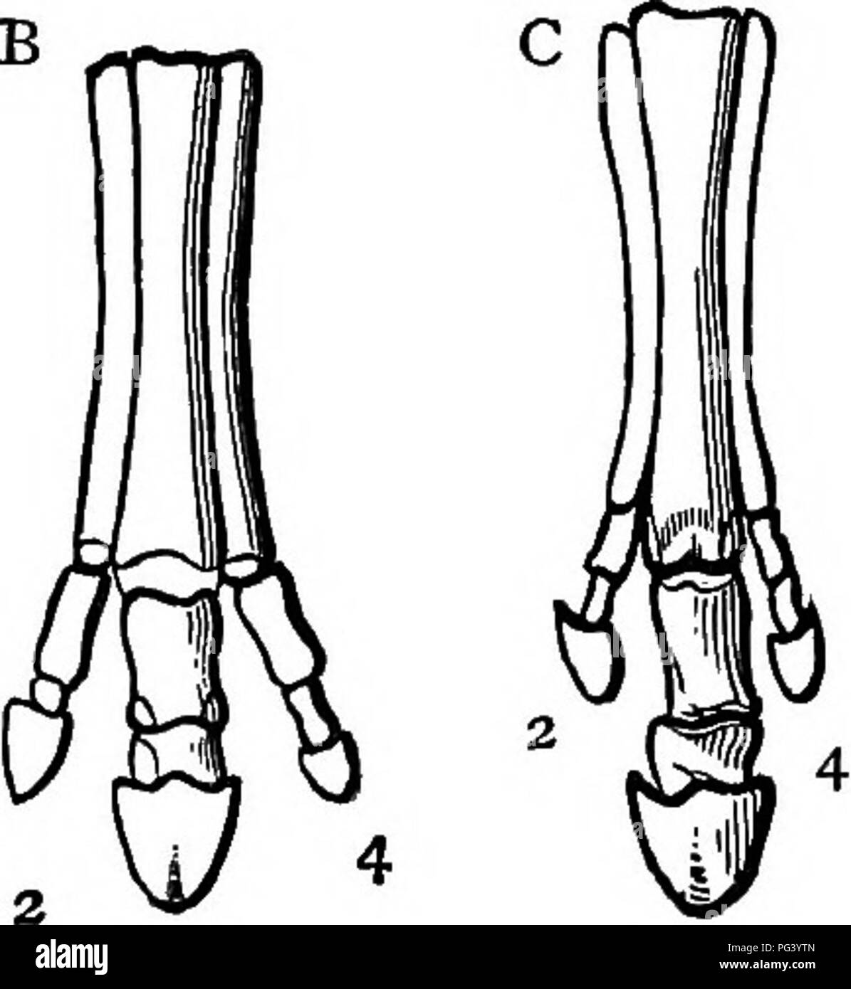 This agricultural zoology textbook discusses the evolution of the ...