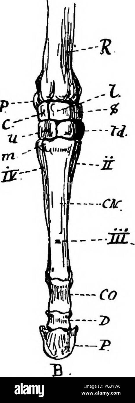 This illustration from 'A Text-Book of Agricultural Zoology' compares ...
