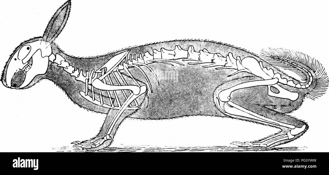 Jointed limbs hi-res stock photography and images - Alamy