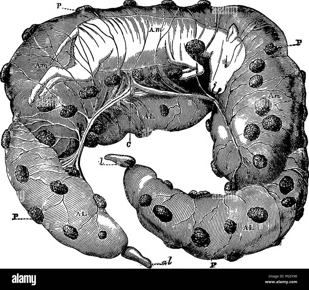 Shiny Schultz Placenta