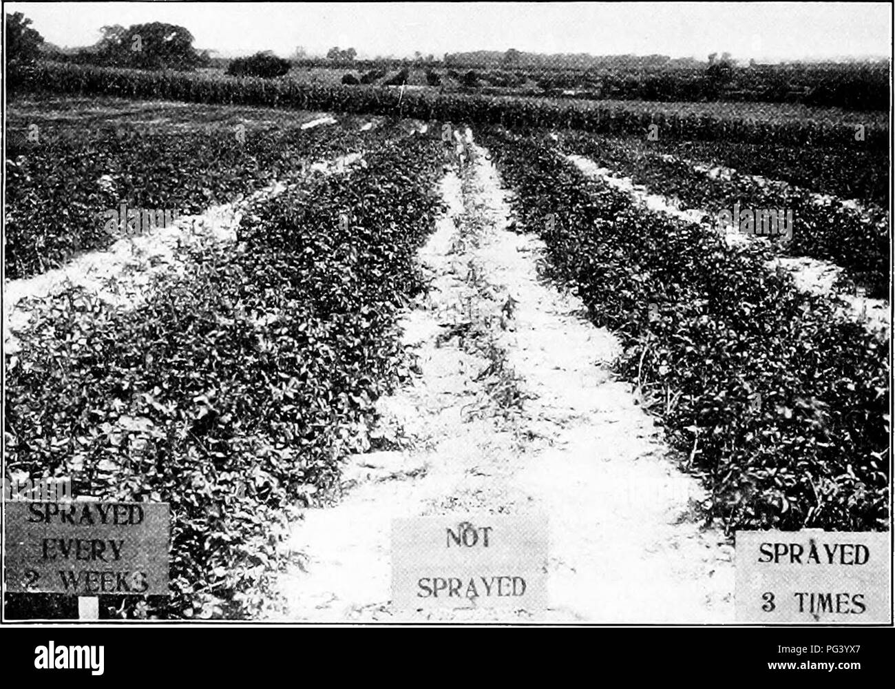 This illustration discusses the fungal diseases that affect plants ...