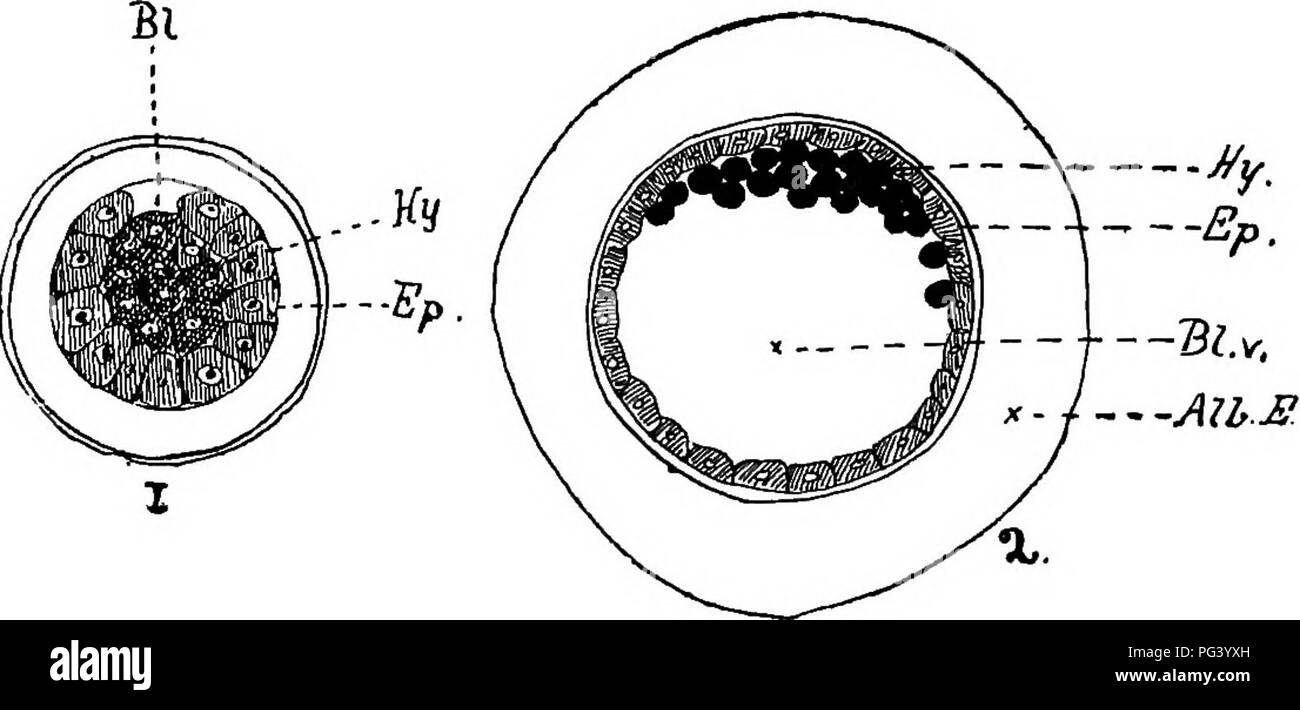 Granular mass Black and White Stock Photos & Images - Alamy