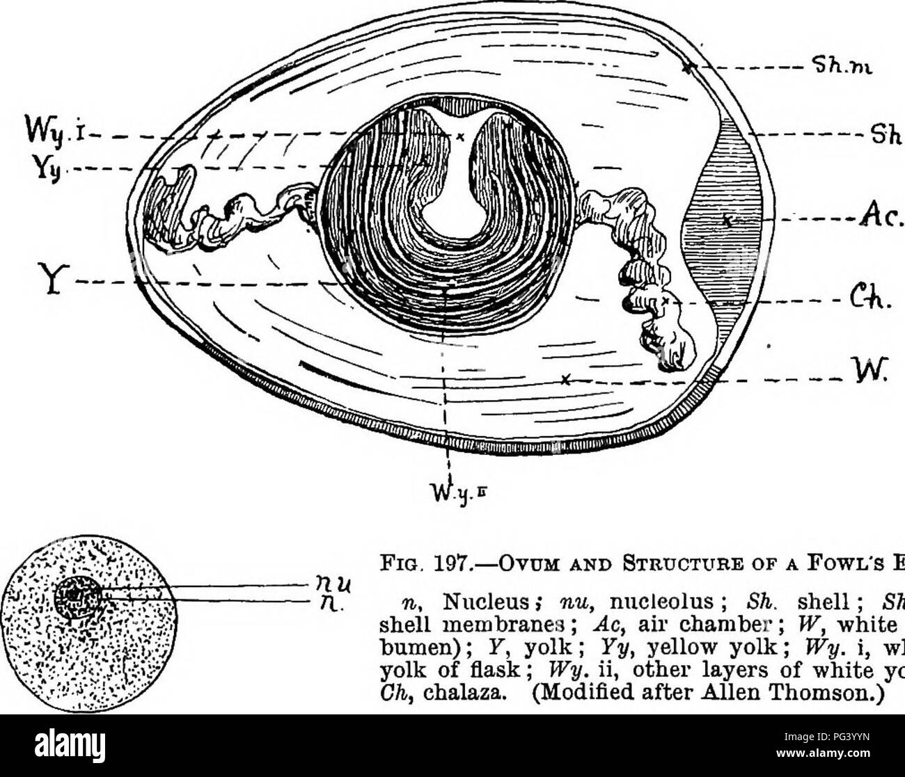 Chicken egg development stages hi-res stock photography and images - Alamy