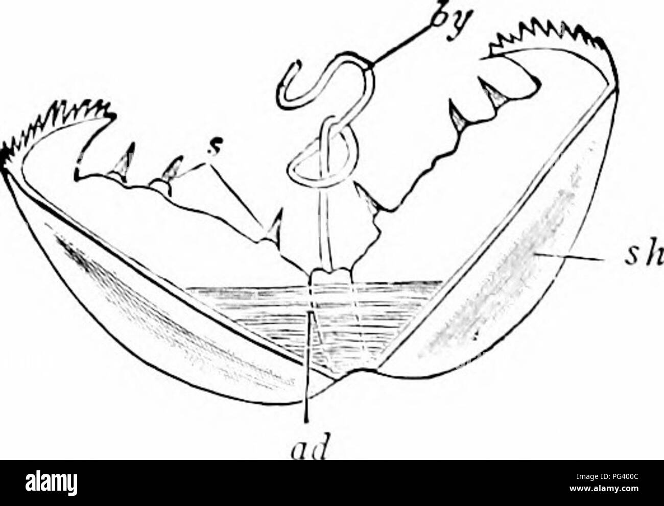 This section from a zoology manual discusses the anatomy of mollusks ...