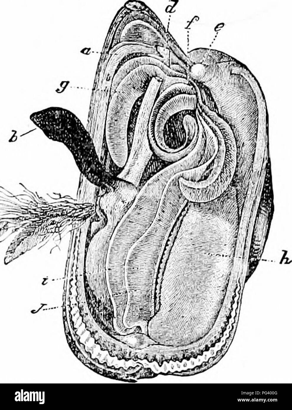Nephridium hi-res stock photography and images - Alamy