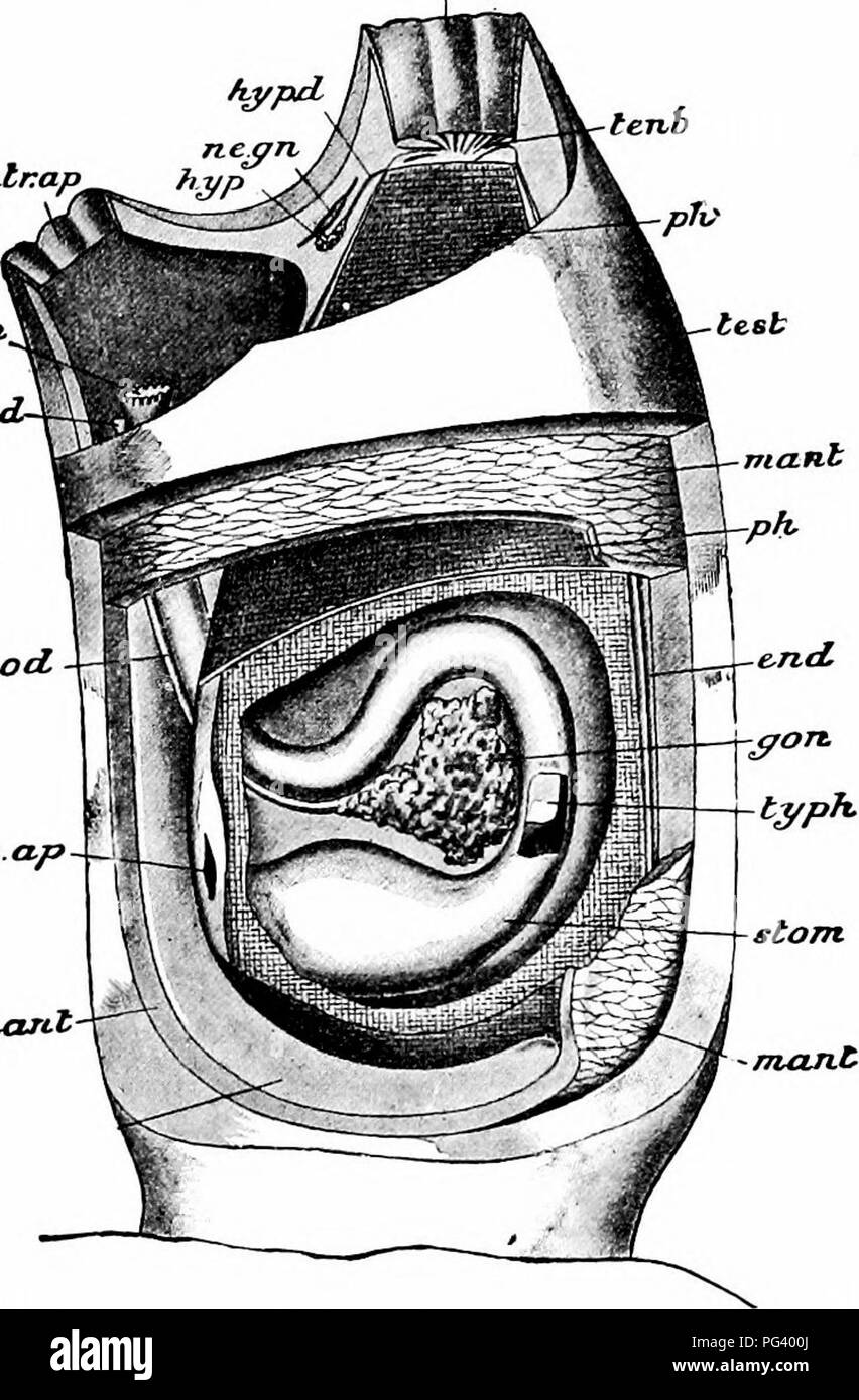 Phylum Urochordata Ascidia