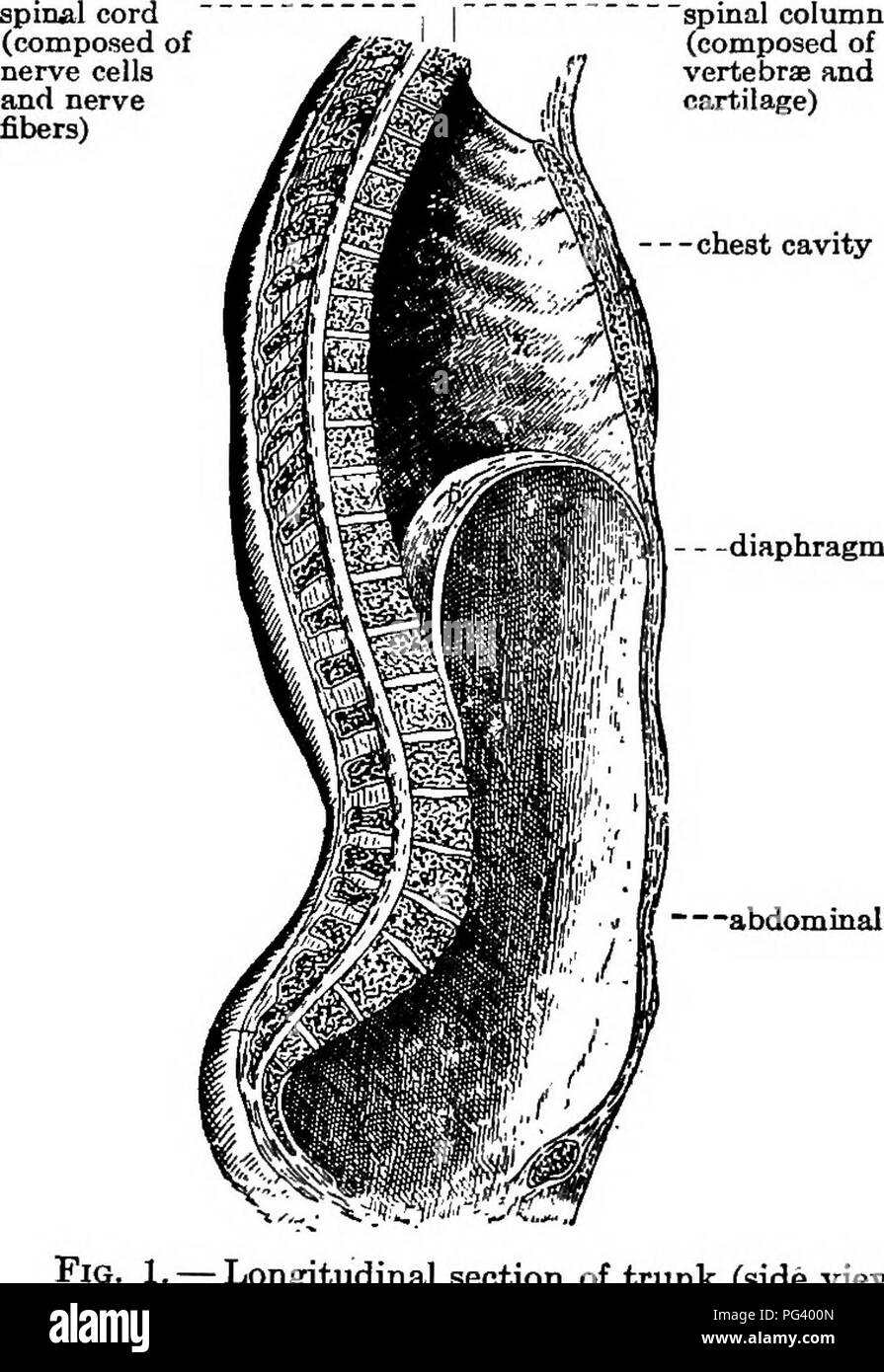 How does the pancreas work hi-res stock photography and images - Alamy