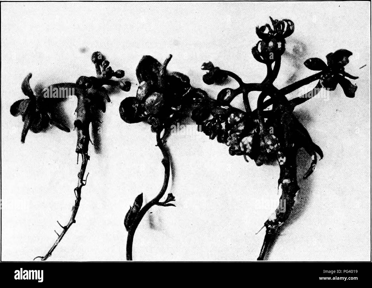 The book covers various phycomycetes and their effects on plants ...