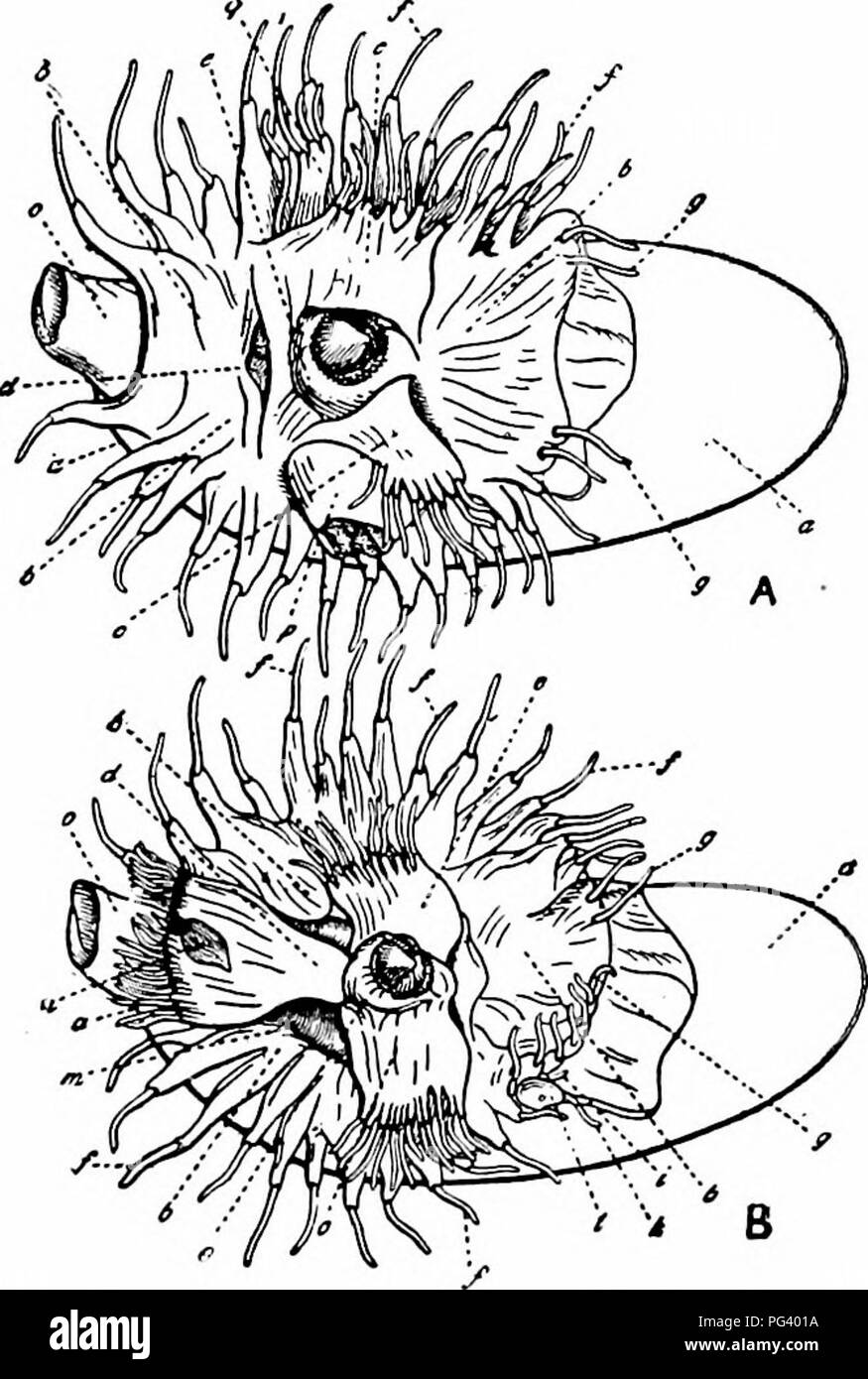 . A manual of zoology. PHYLUM MOLLUSCA 3°9 and two auricles, on the ...