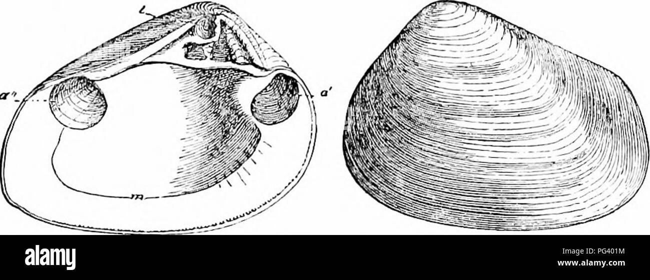 Enclosed shell Black and White Stock Photos & Images - Alamy