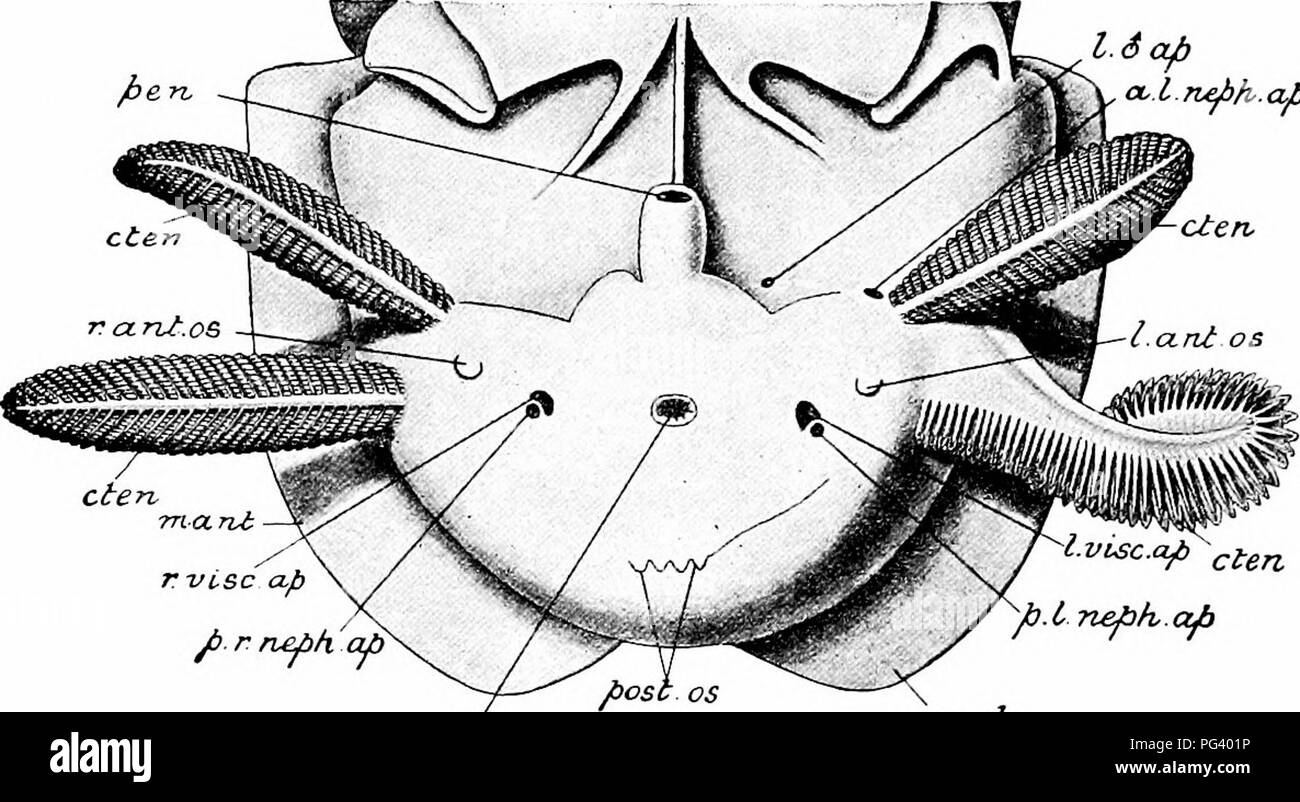 This image from 'A Manual of Zoology' illustrates the anatomy of the ...