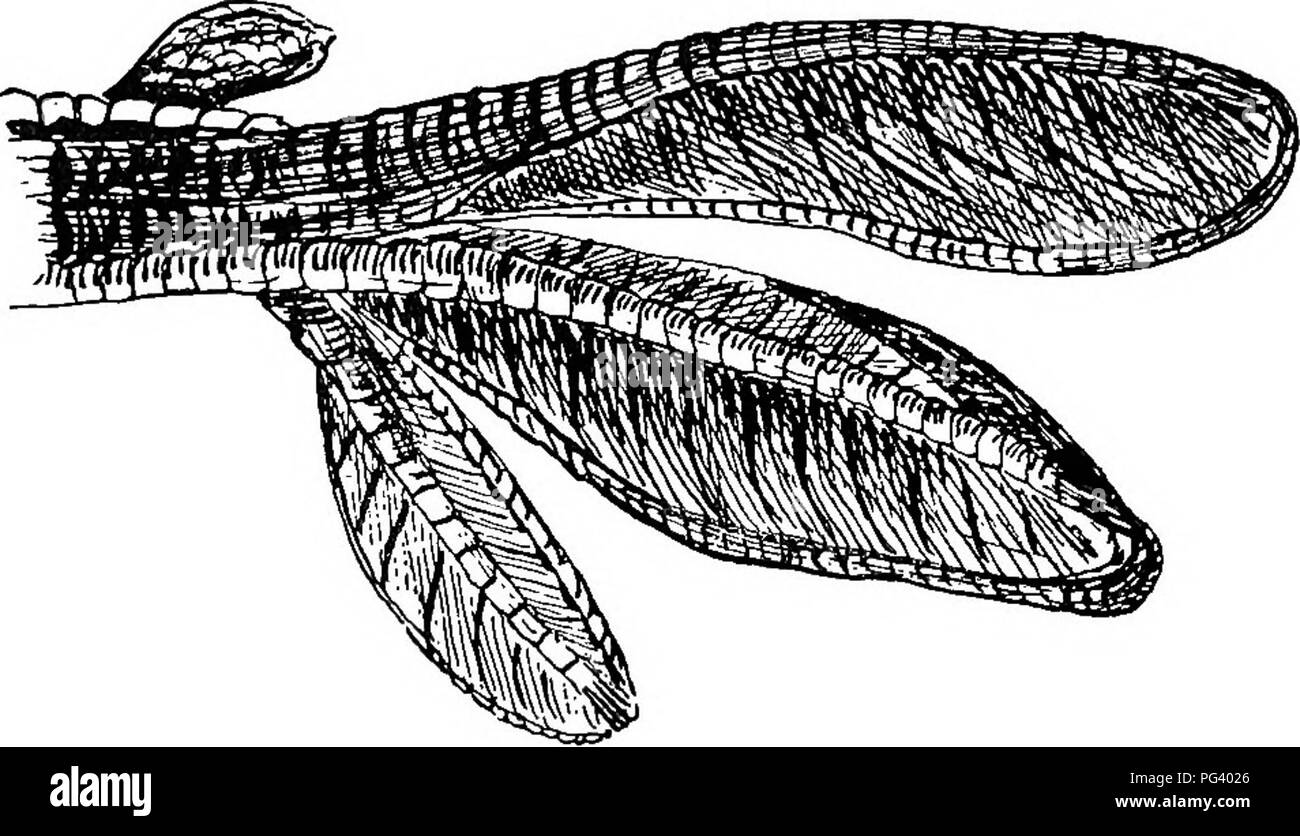 Birds with split tail feathers Black and White Stock Photos & Images ...