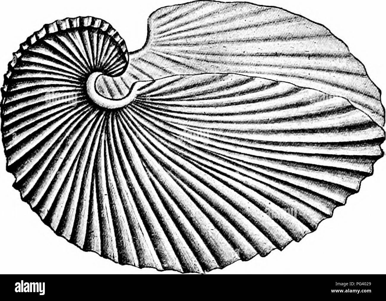 Exploration of mollusk classification Black and White Stock Photos ...