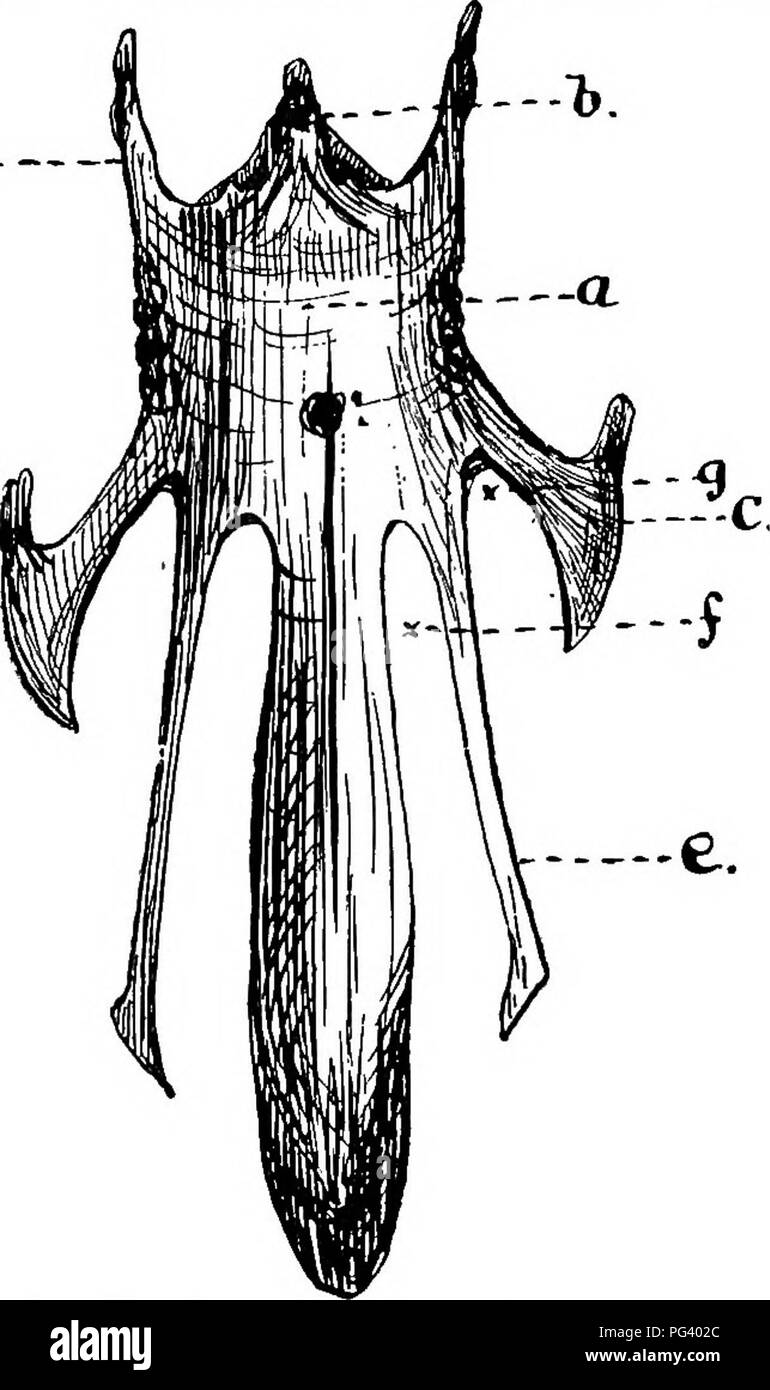 External nares hi-res stock photography and images - Alamy
