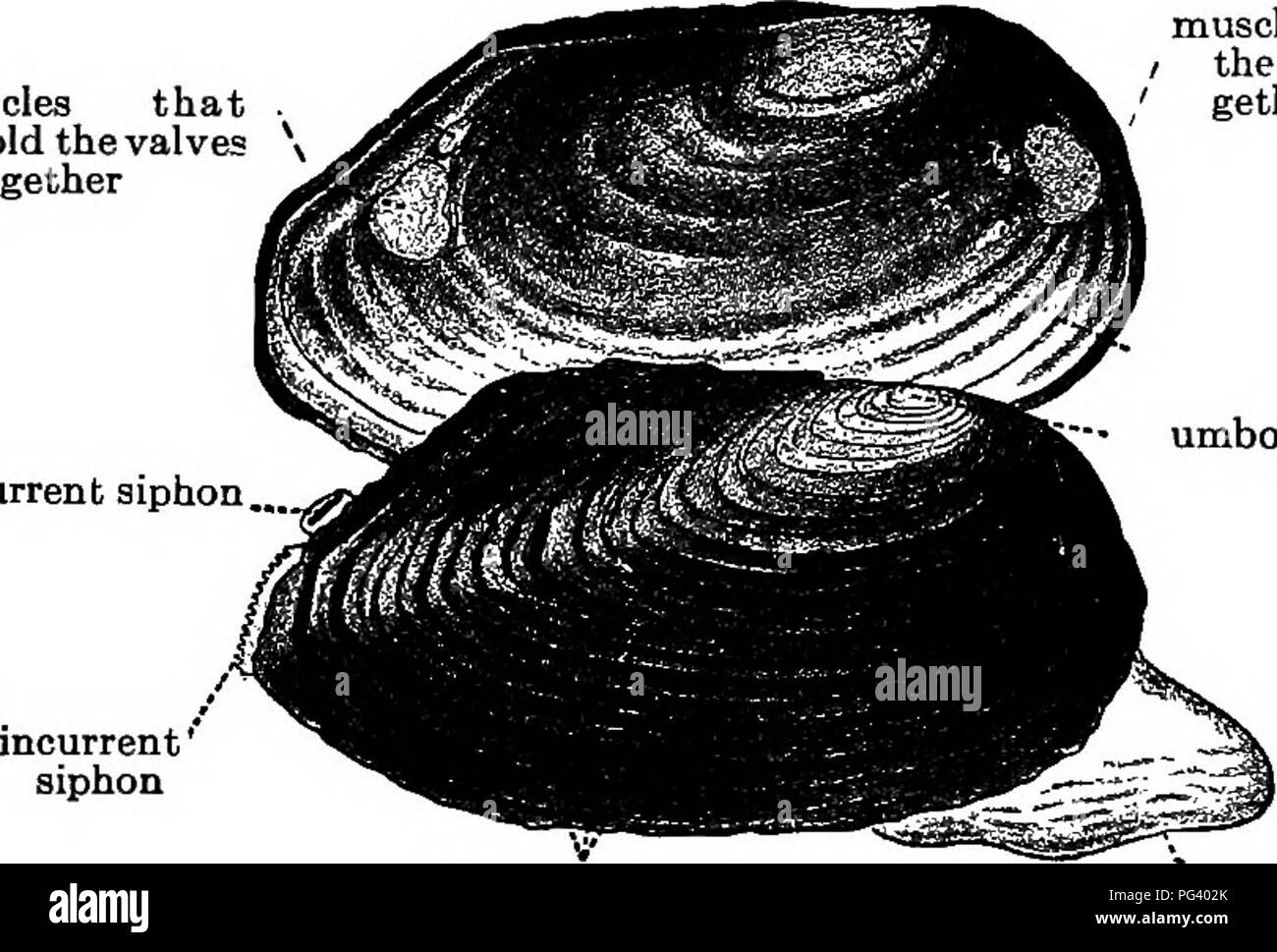 Thin shell structure Black and White Stock Photos & Images - Alamy