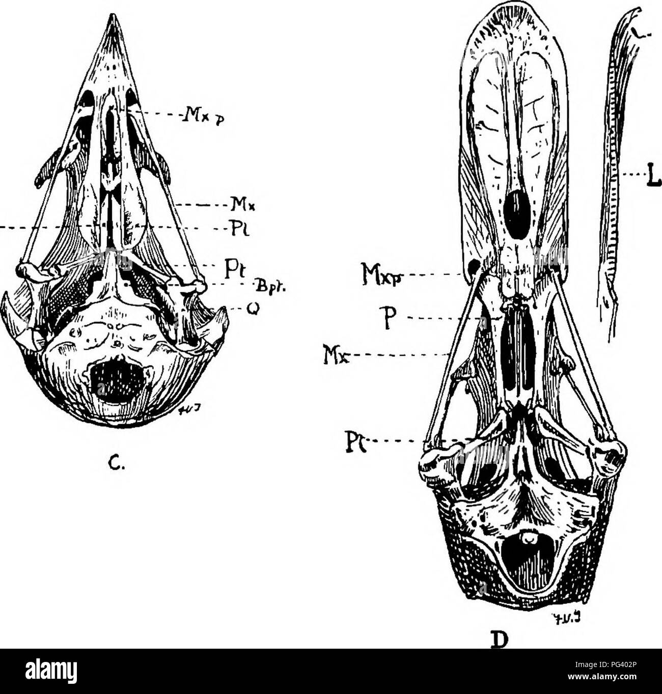 Types of herons Black and White Stock Photos & Images - Alamy