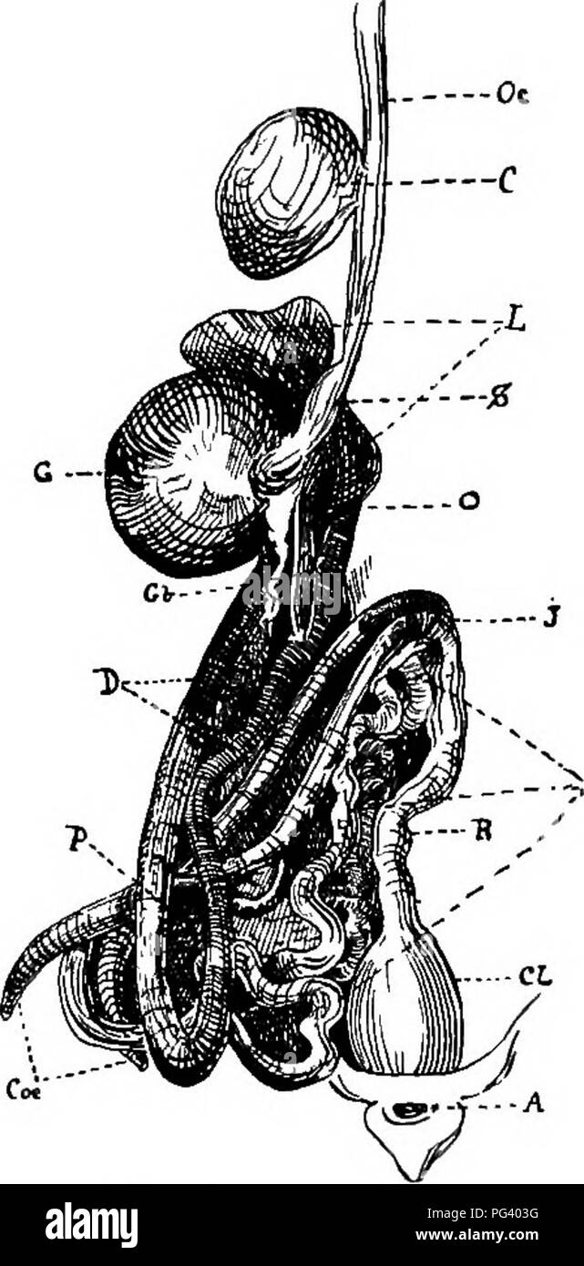 This text provides a comprehensive overview of the zoology of ...