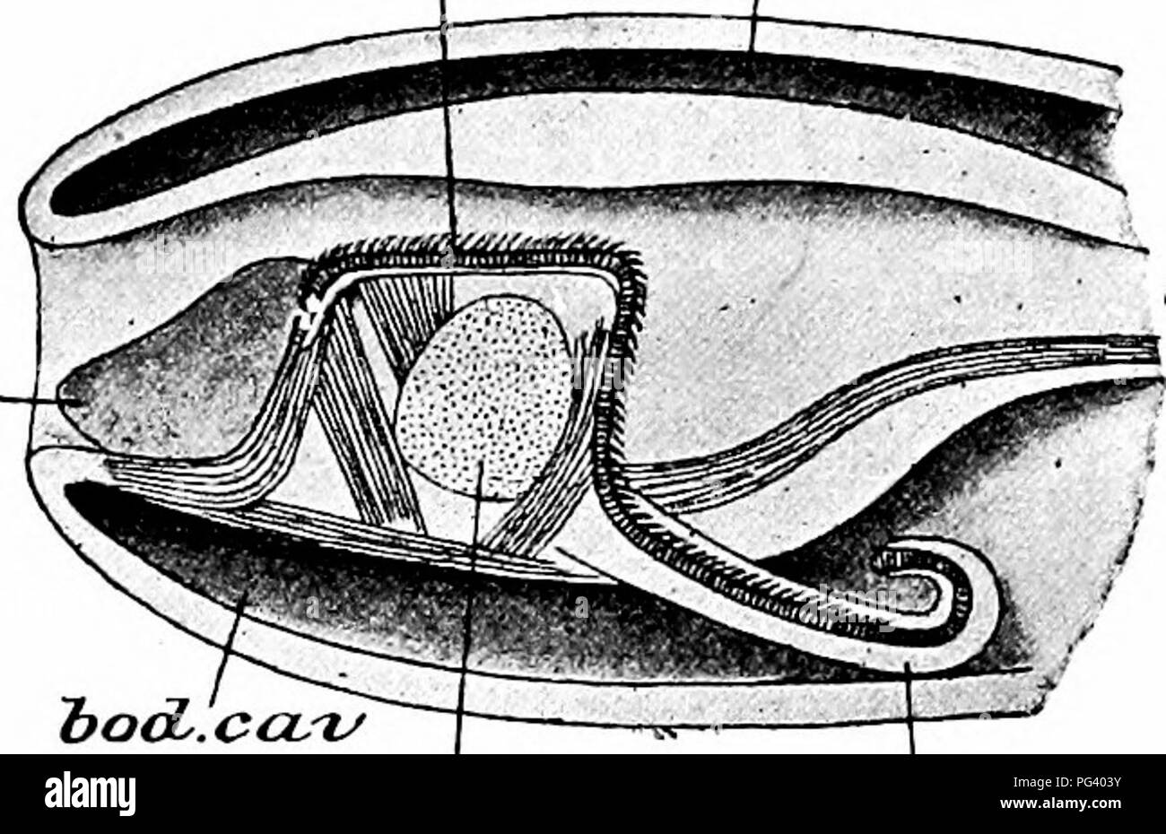 . A manual of zoology. 294 MANUAL OF ZOOLOGY with numerous minute horny ...