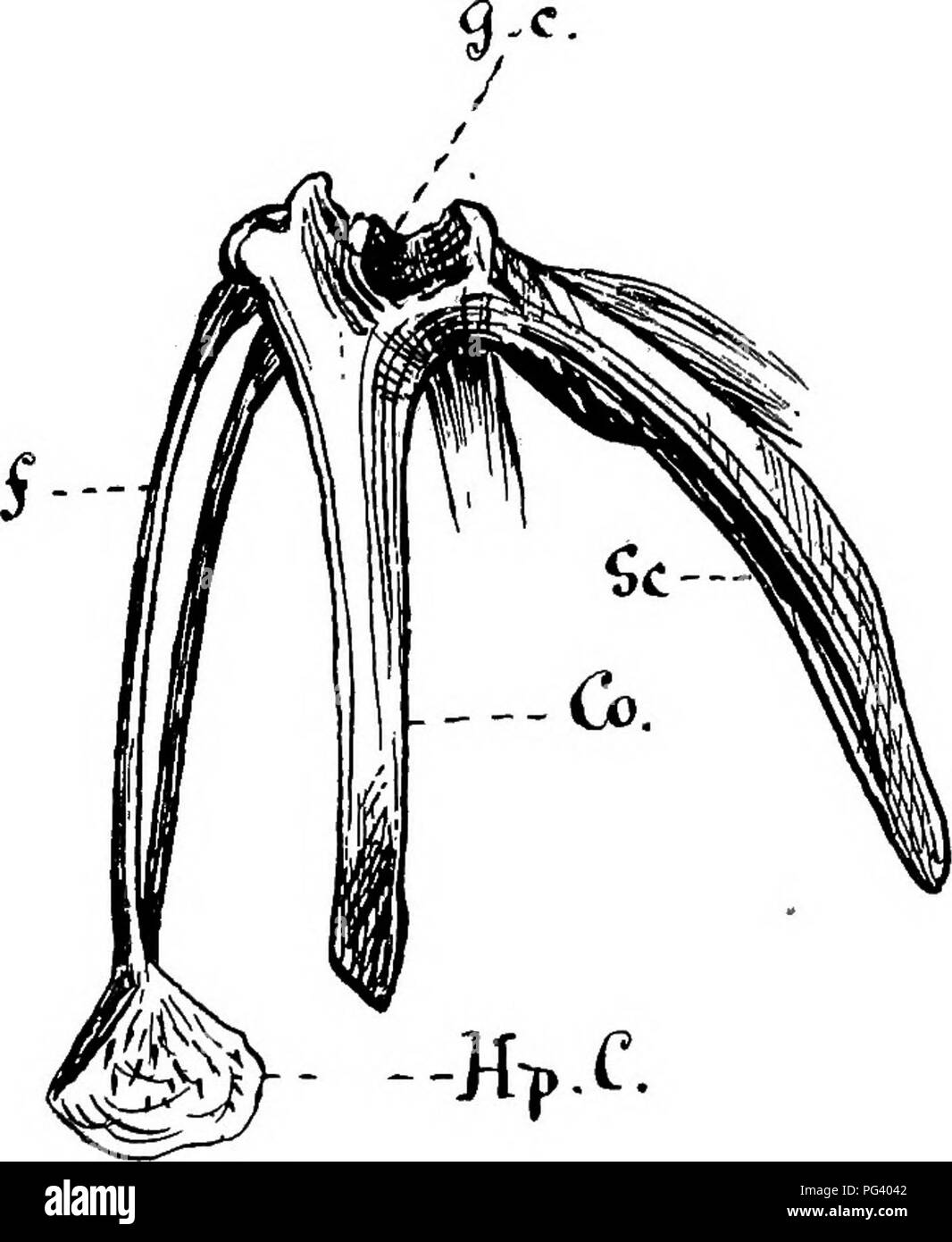 This illustration from a zoology textbook describes key features of ...