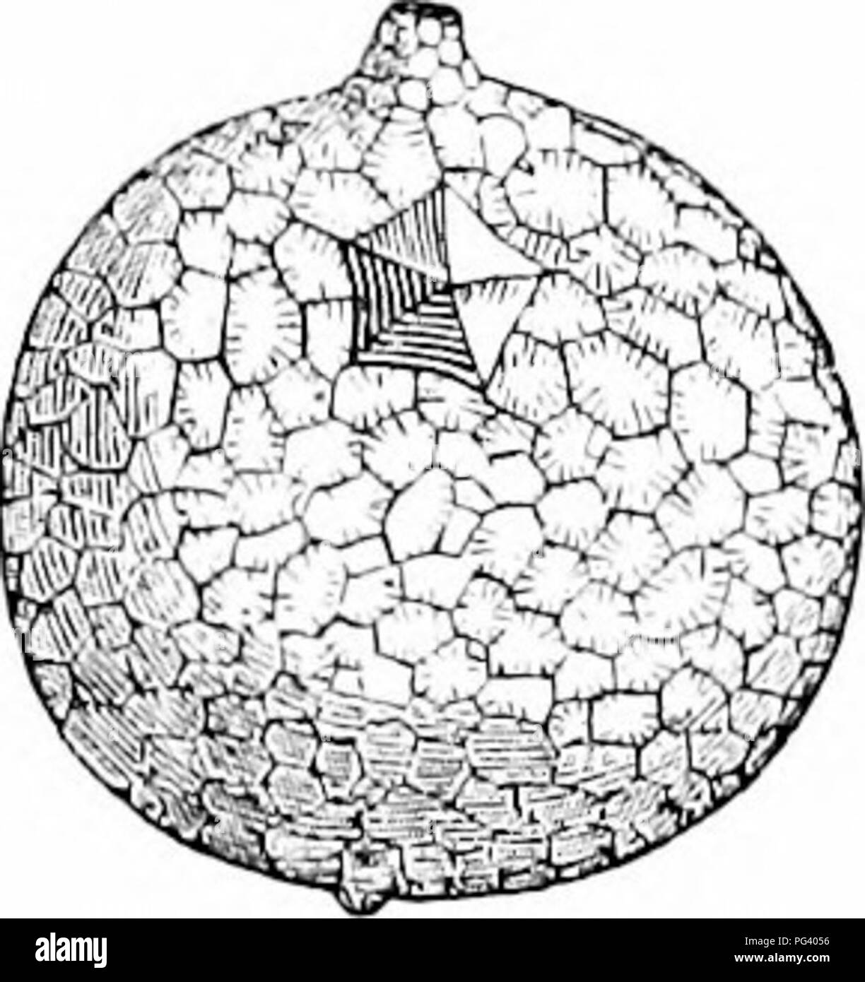 This section of the zoology manual covers the sub-class Echinoidea ...