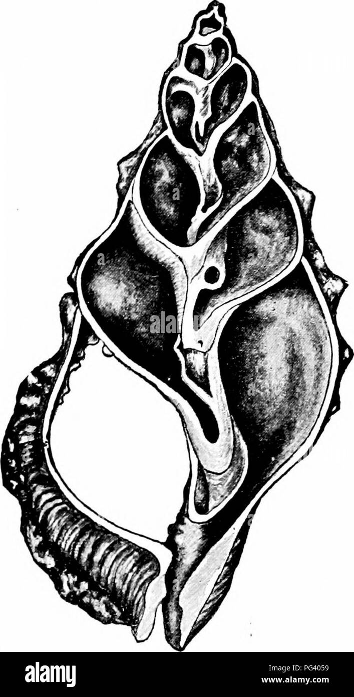 This manual covers the anatomy and classification of mollusks, with a ...