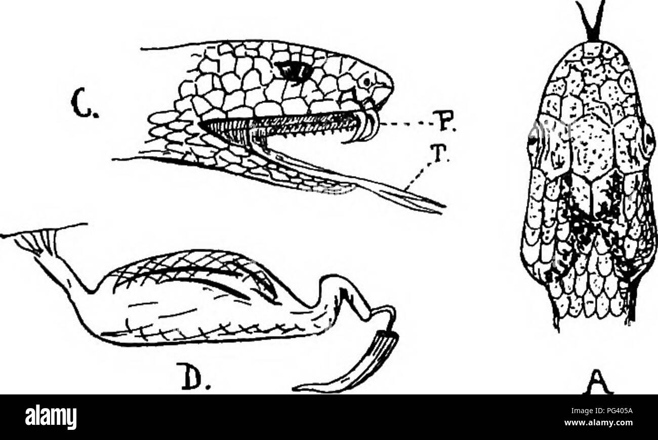 Snake head and tongue anatomy hi-res stock photography and images - Alamy