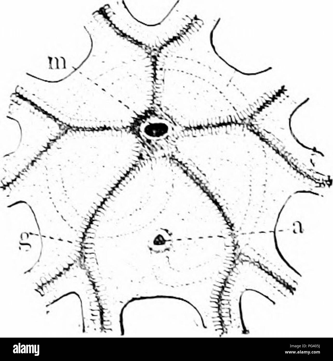 Echinodermata echinoderms Black and White Stock Photos & Images - Alamy