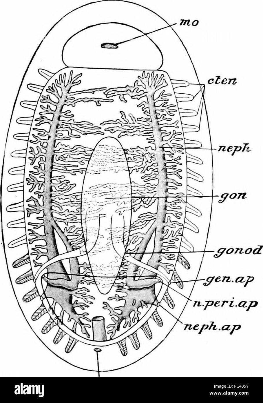 Phylum Mollusca Diagram