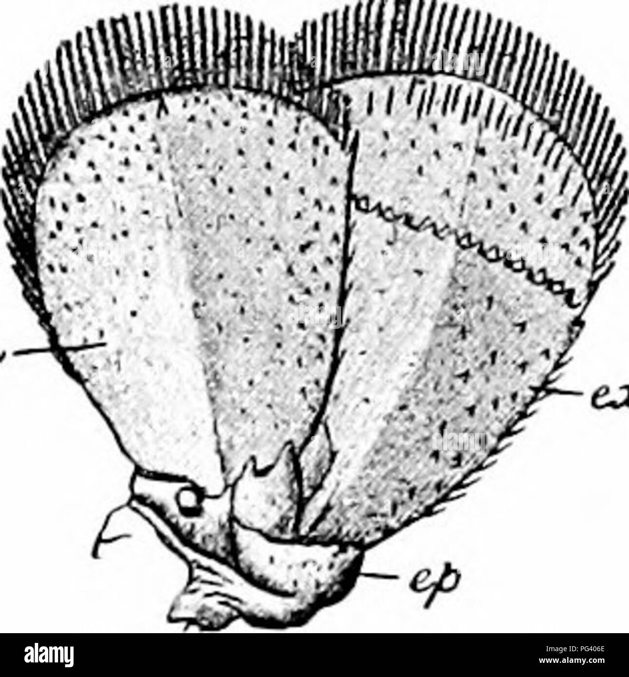 Uropod Black and White Stock Photos & Images - Alamy