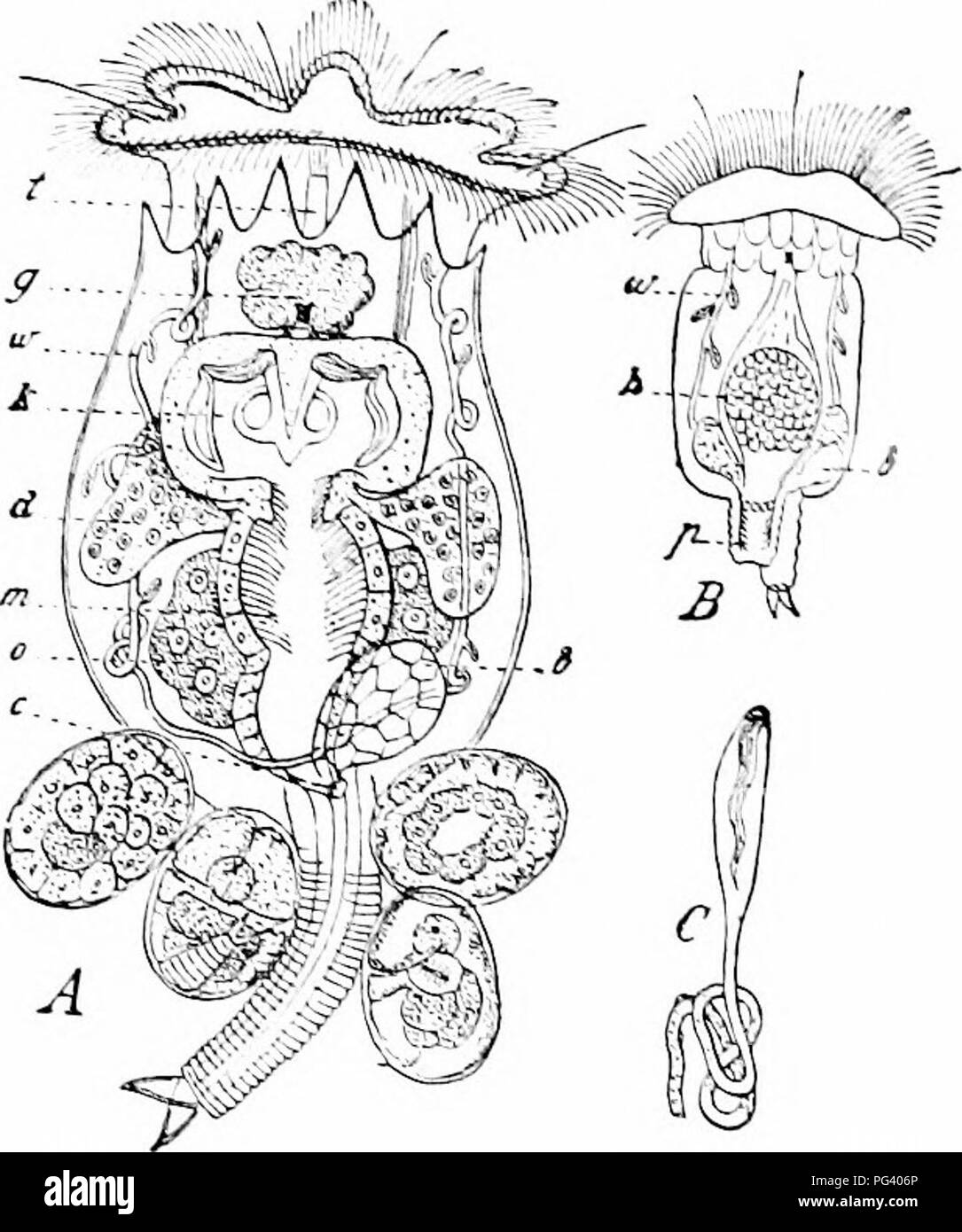 Posterior intestine hi-res stock photography and images - Alamy