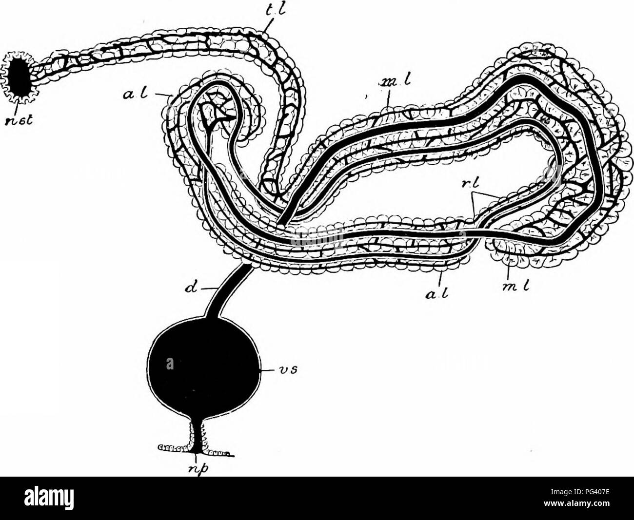 Leech Drawing With Label