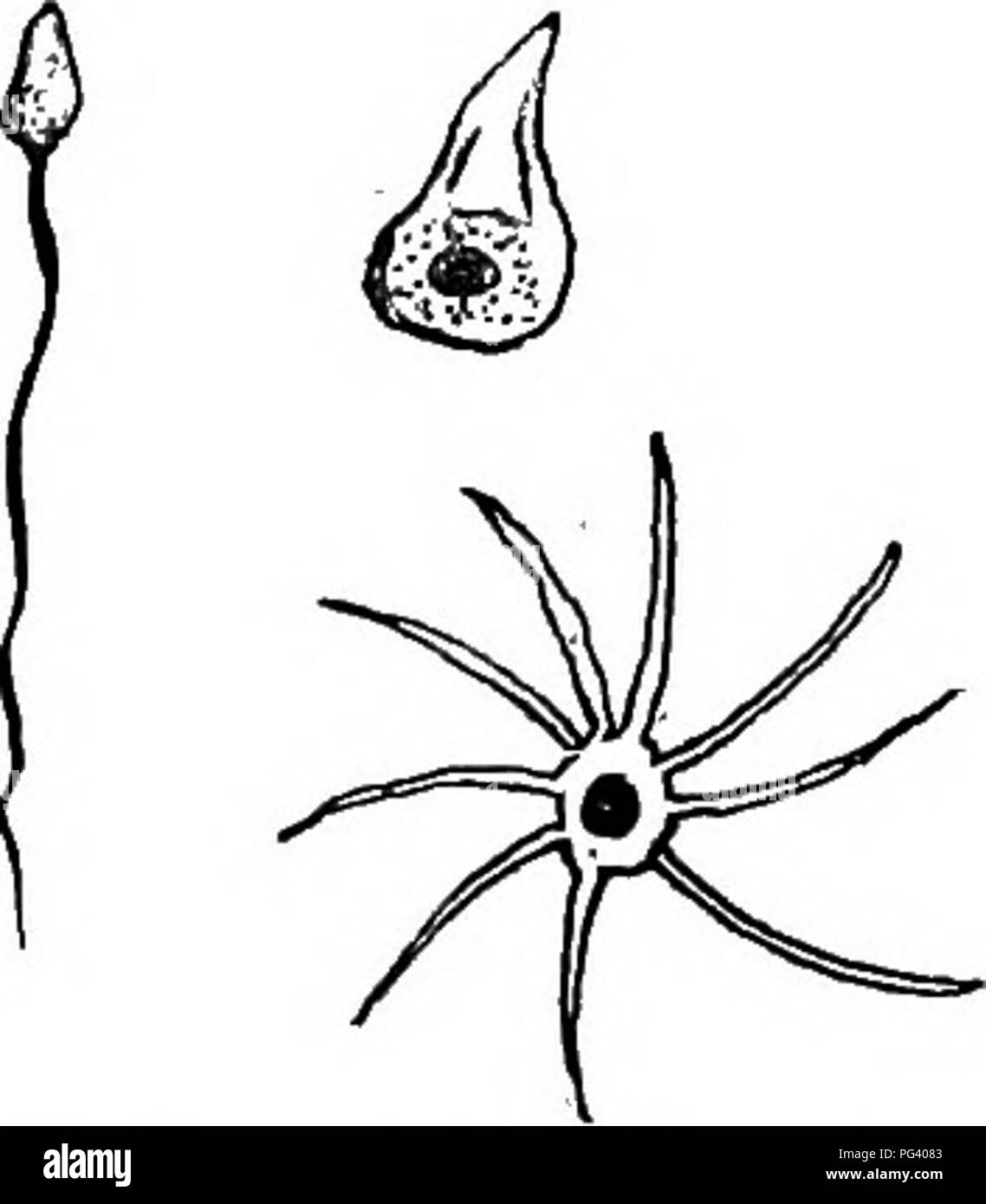 This illustration from 'Elementary Biology, Animal and Human ...