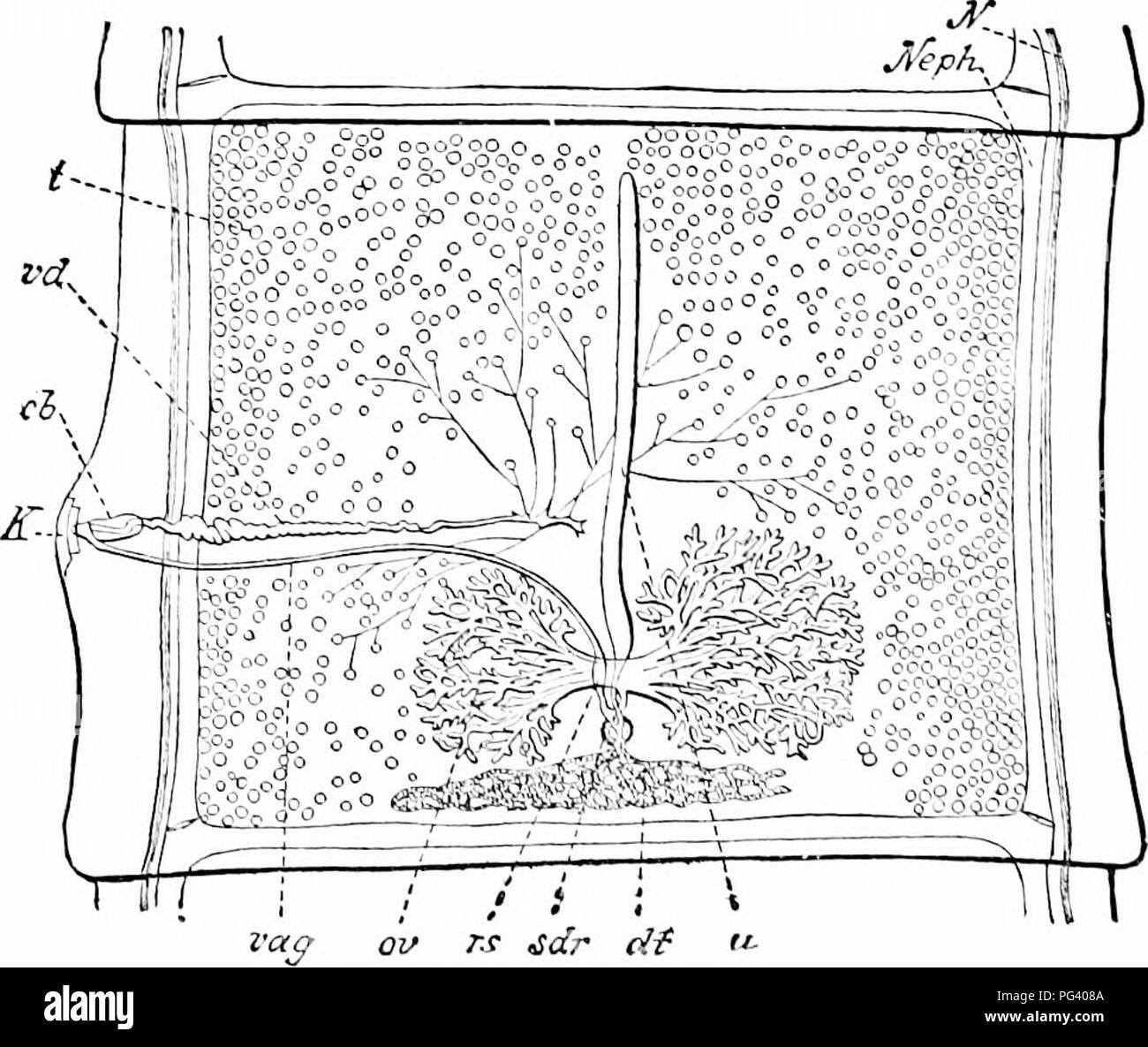 This zoology manual includes a detailed illustration of the proglottid ...