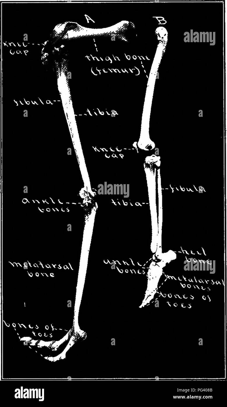 . Elementary biology, animal and human. Biology. 68 ANIMAL BIOLOGY 50 ...
